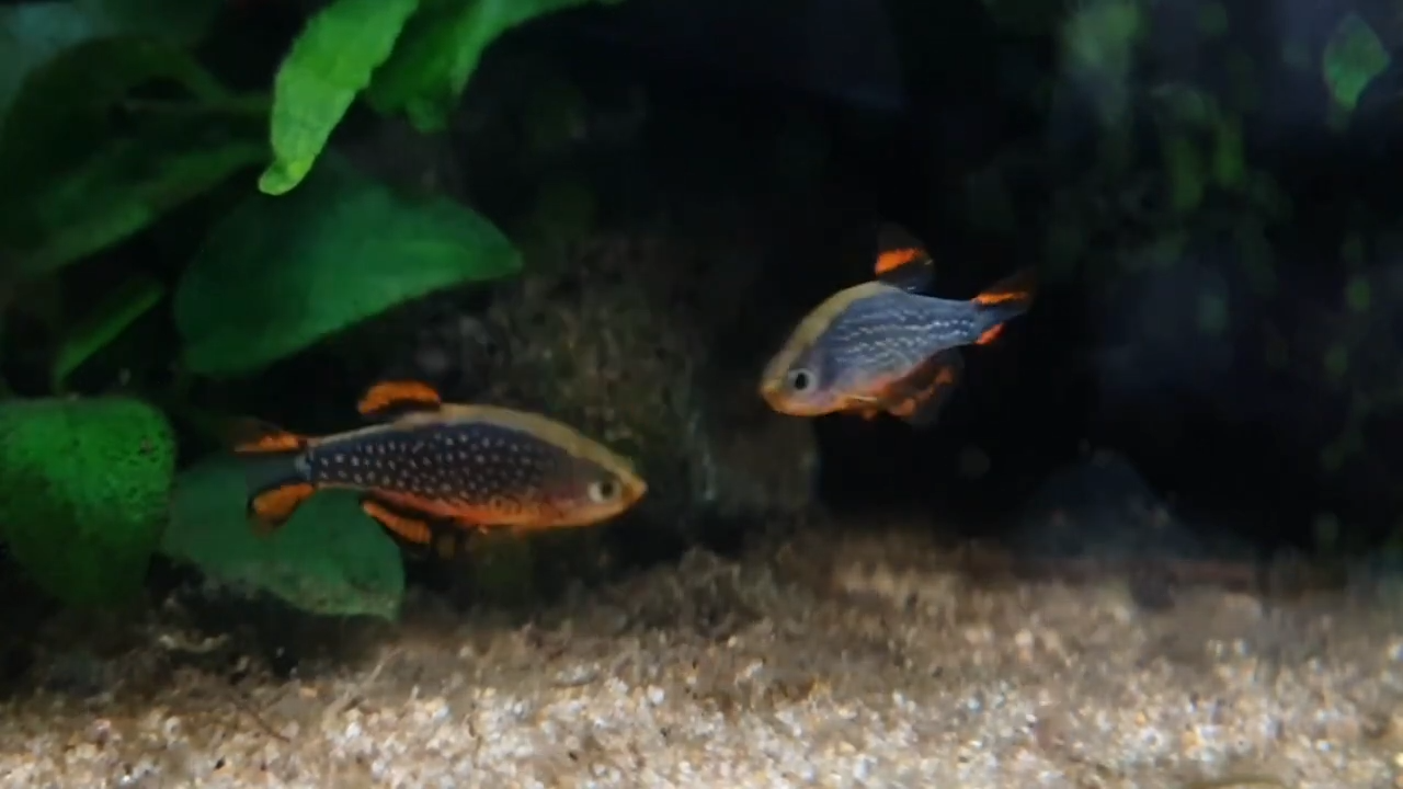 Najbolje ribice za akvarijum - Kako izabrati prave vrste za početnike?